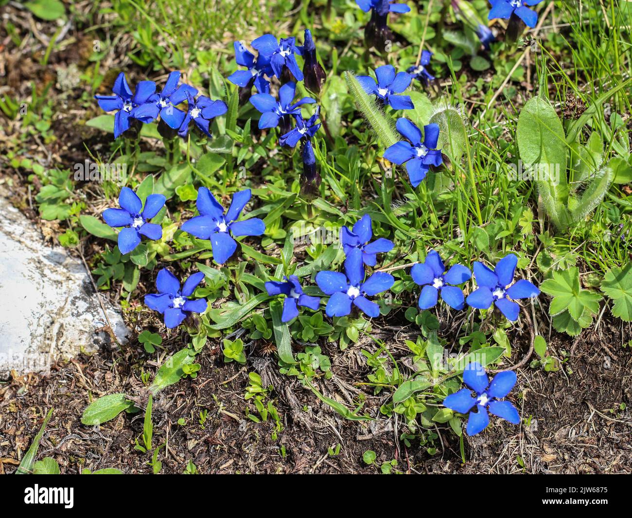 Blue flowers of Gentiana utriculosa at Beleg, Mt. Mokra Gora in Serbia ...