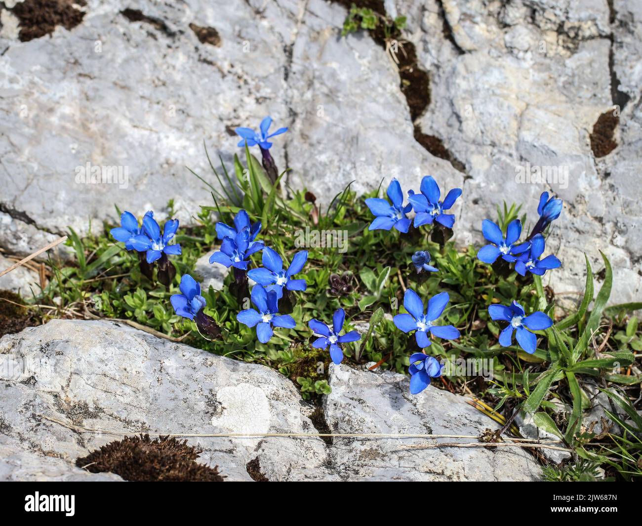 Blue flowers of Gentiana utriculosa at Beleg, Mt. Mokra Gora in Serbia ...
