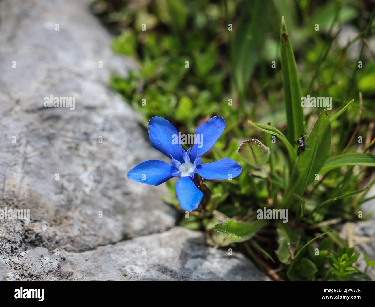 Blue flowers of Gentiana utriculosa at Beleg, Mt. Mokra Gora in Serbia ...
