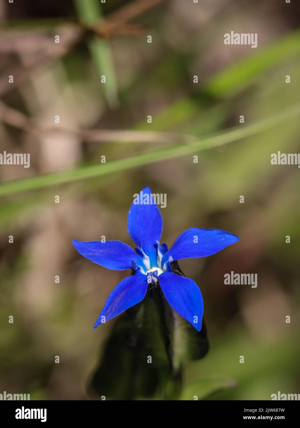 Blue flowers of Gentiana utriculosa at Beleg, Mt. Mokra Gora in Serbia ...