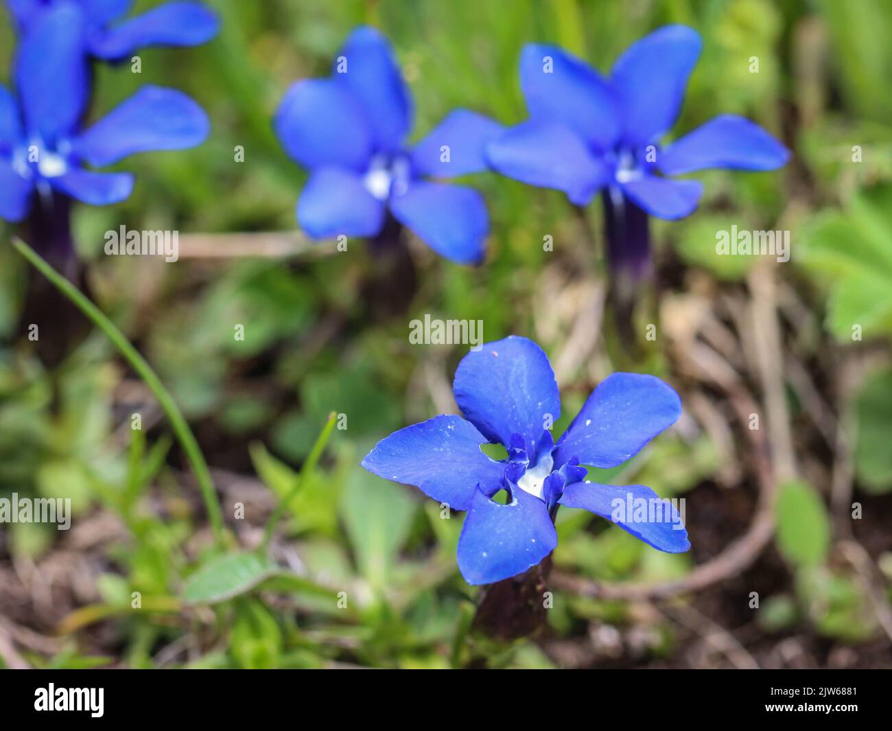 Blue flowers of Gentiana utriculosa at Beleg, Mt. Mokra Gora in Serbia ...