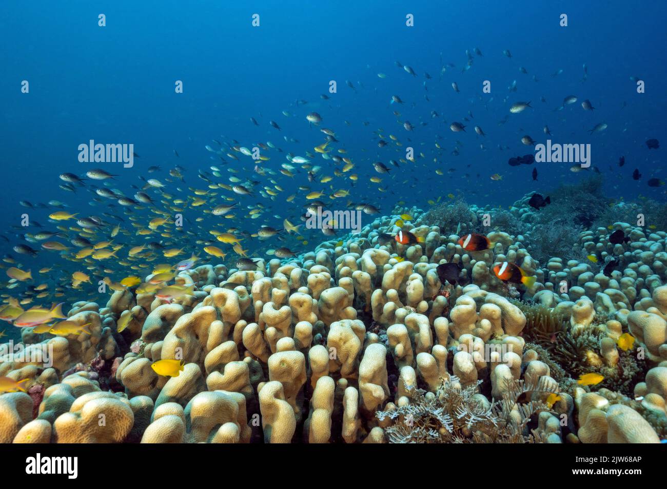 Massive hard color colony of Pavona clavus with anthias and damsels ...