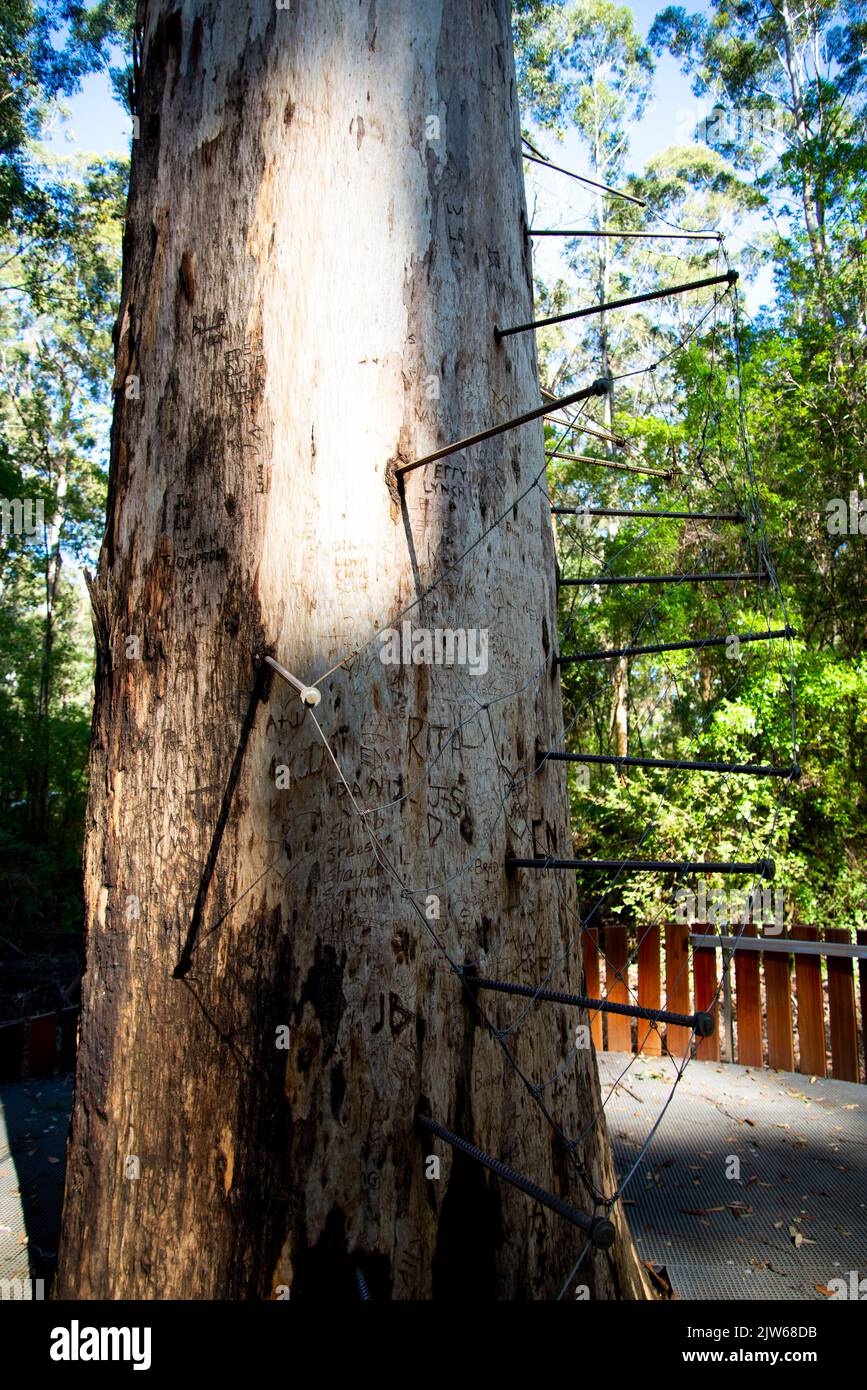 Dave Evans Bicentennial Tree - Western Australia Stock Photo - Alamy
