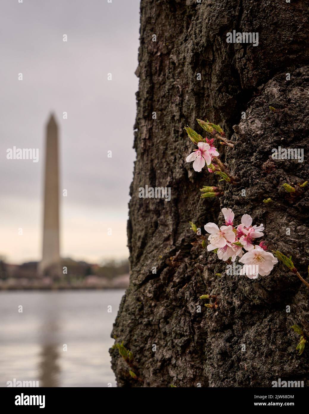 A shows cherry blossom season at Washington DC Tidal Basin during ...