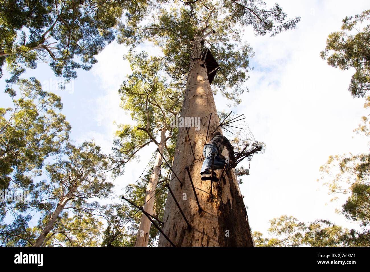 Dave Evans Bicentennial Tree - Western Australia Stock Photo - Alamy