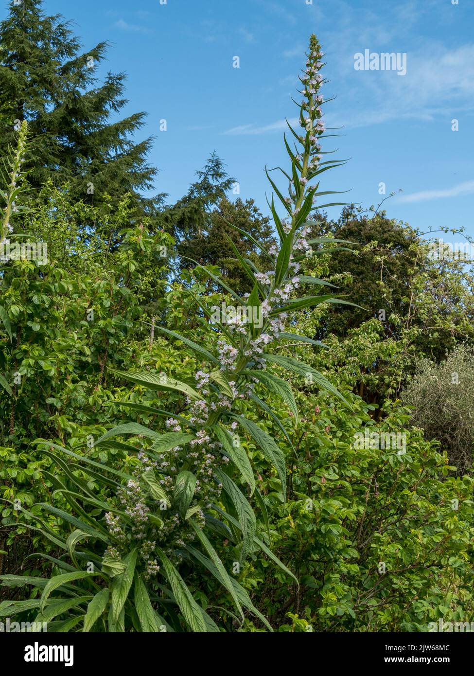 Colonsay house gardens hi-res stock photography and images - Alamy