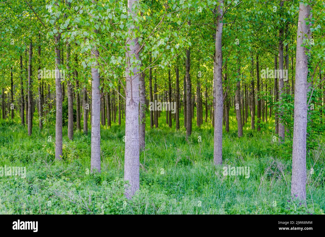 A view of a young forest with Poplar trees. A green forest with young ...