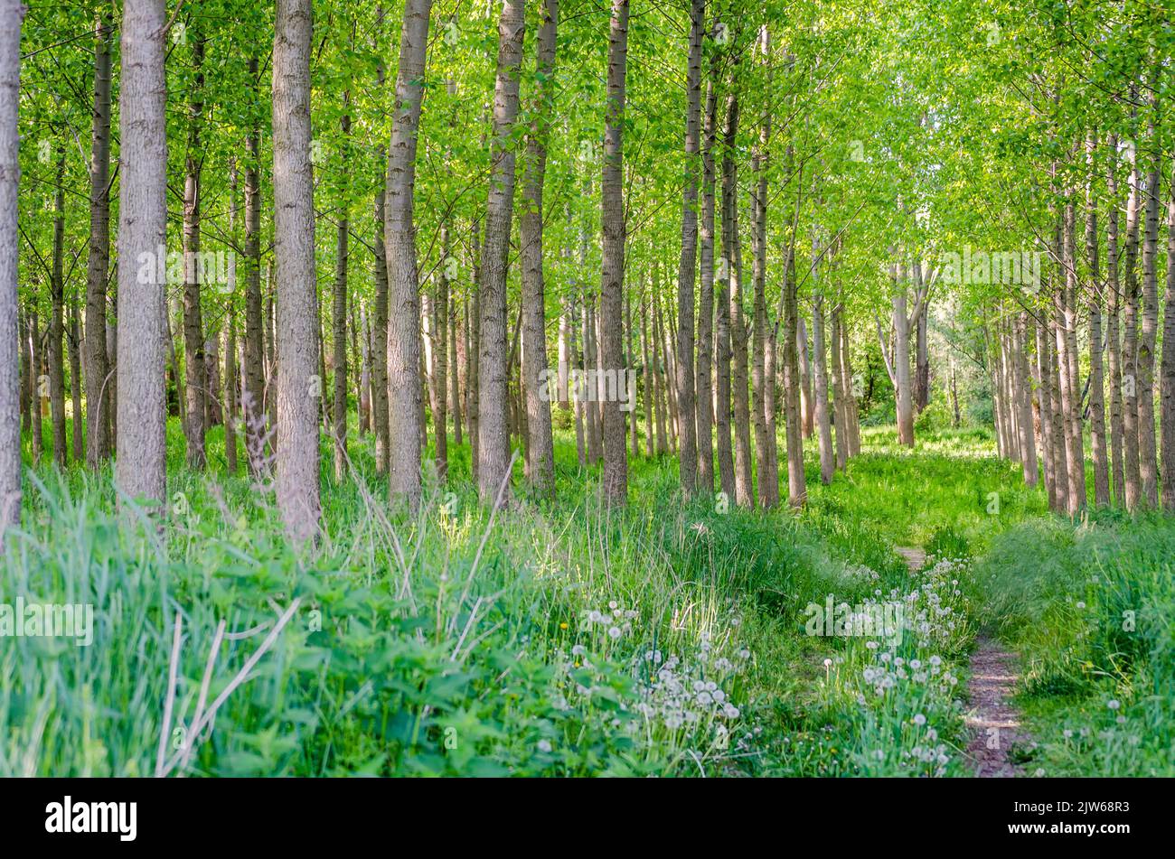 A view of a young forest with Poplar trees. A green forest with young ...