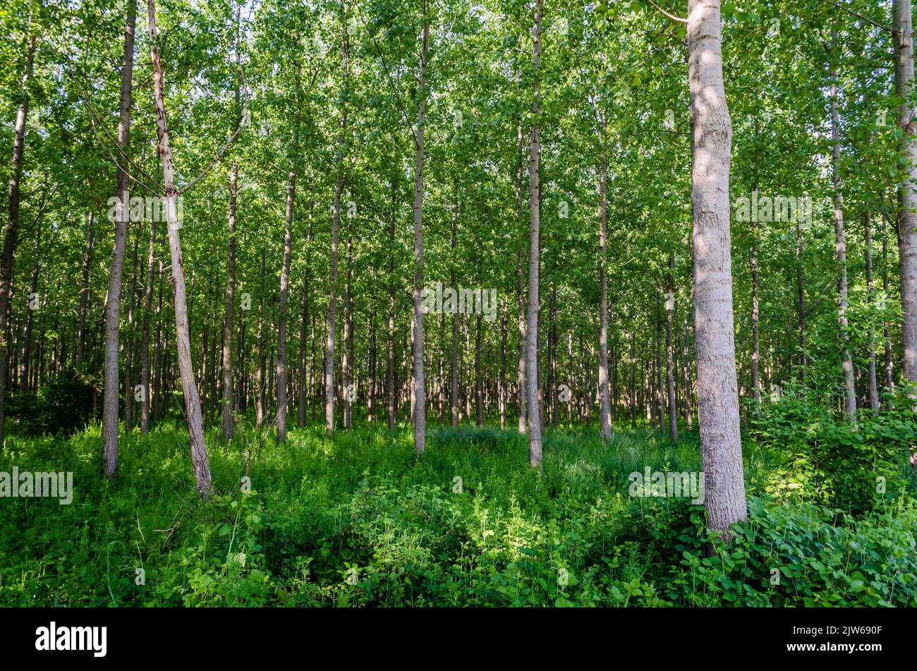 A view of a young forest with Poplar trees. A green forest with young Poplar trees, illuminated ...