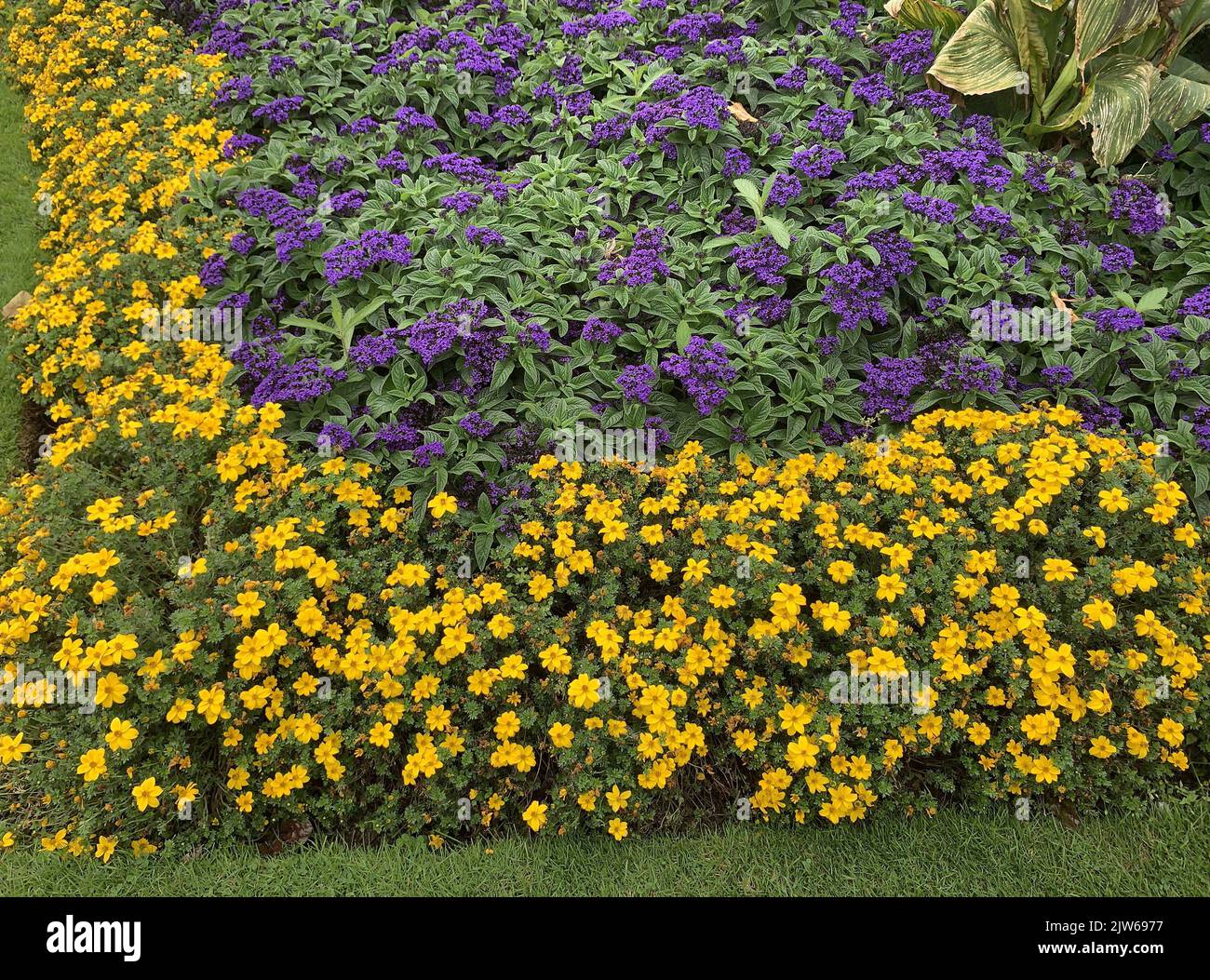 Close up purple flowers of Heliotropium Scentropia and yellow flowers ...