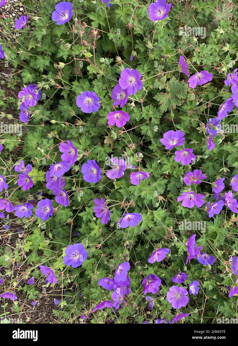 Geranium wallichianum hi-res stock photography and images - Alamy