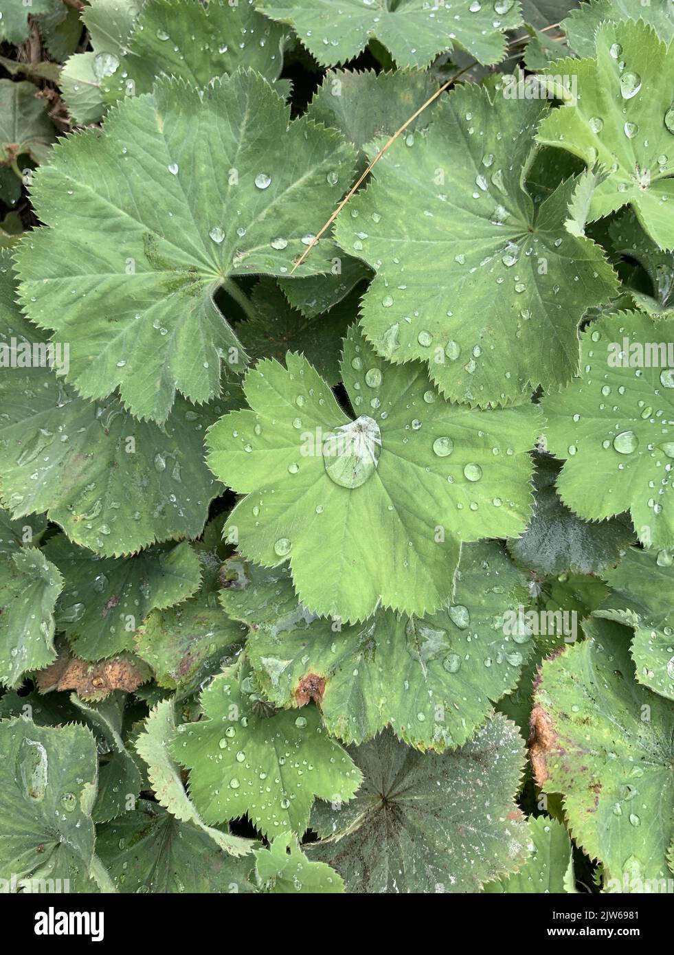 Close up of Alchemilla mollis green leaves with water drops seen in the ...