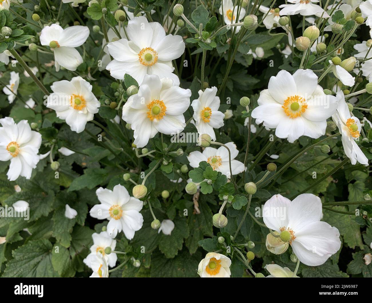 Close up of the garden perennial Anemone Honorine Jobert white flowers ...