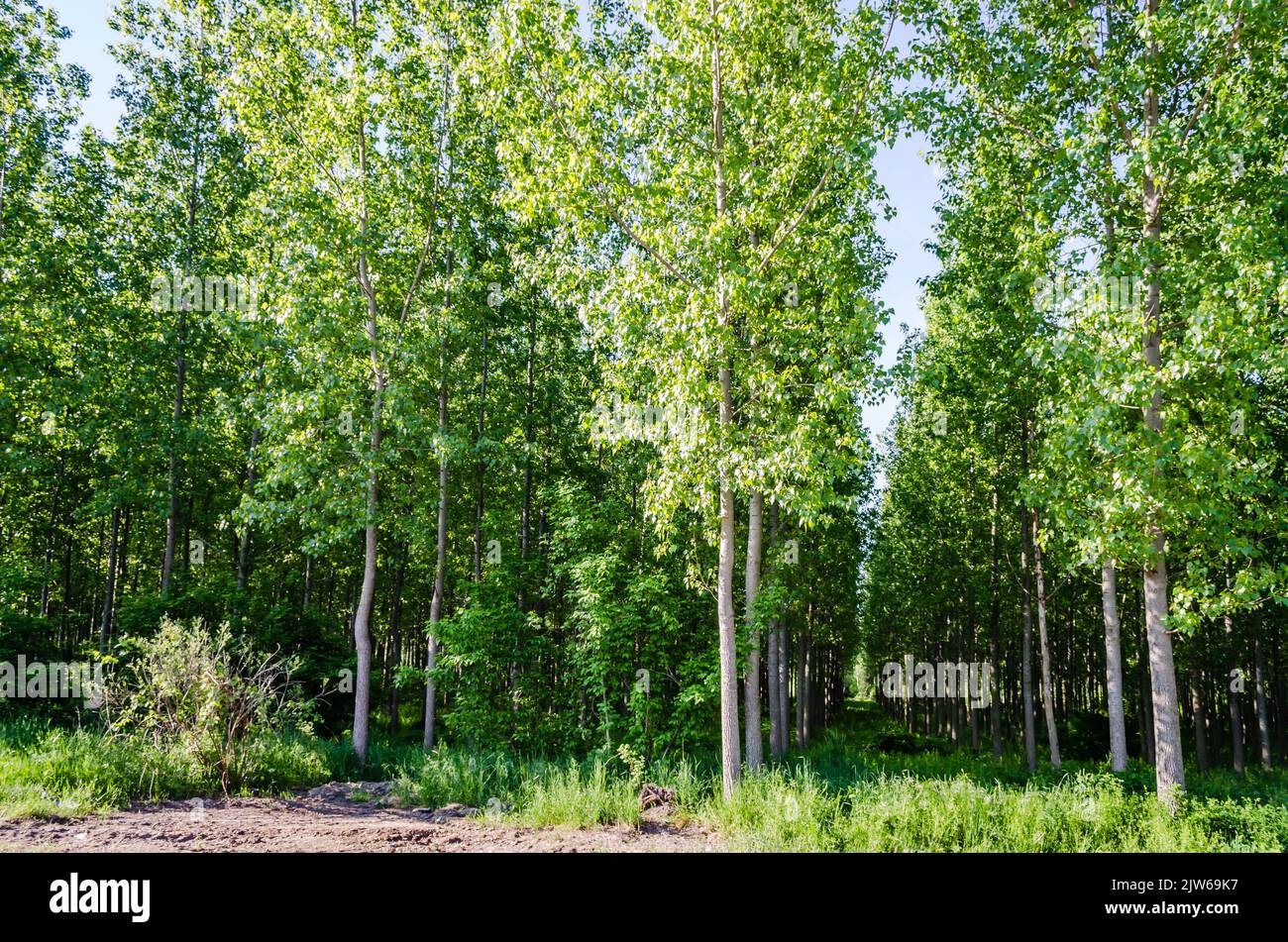 A view of a young forest with Poplar trees. A green forest with young ...