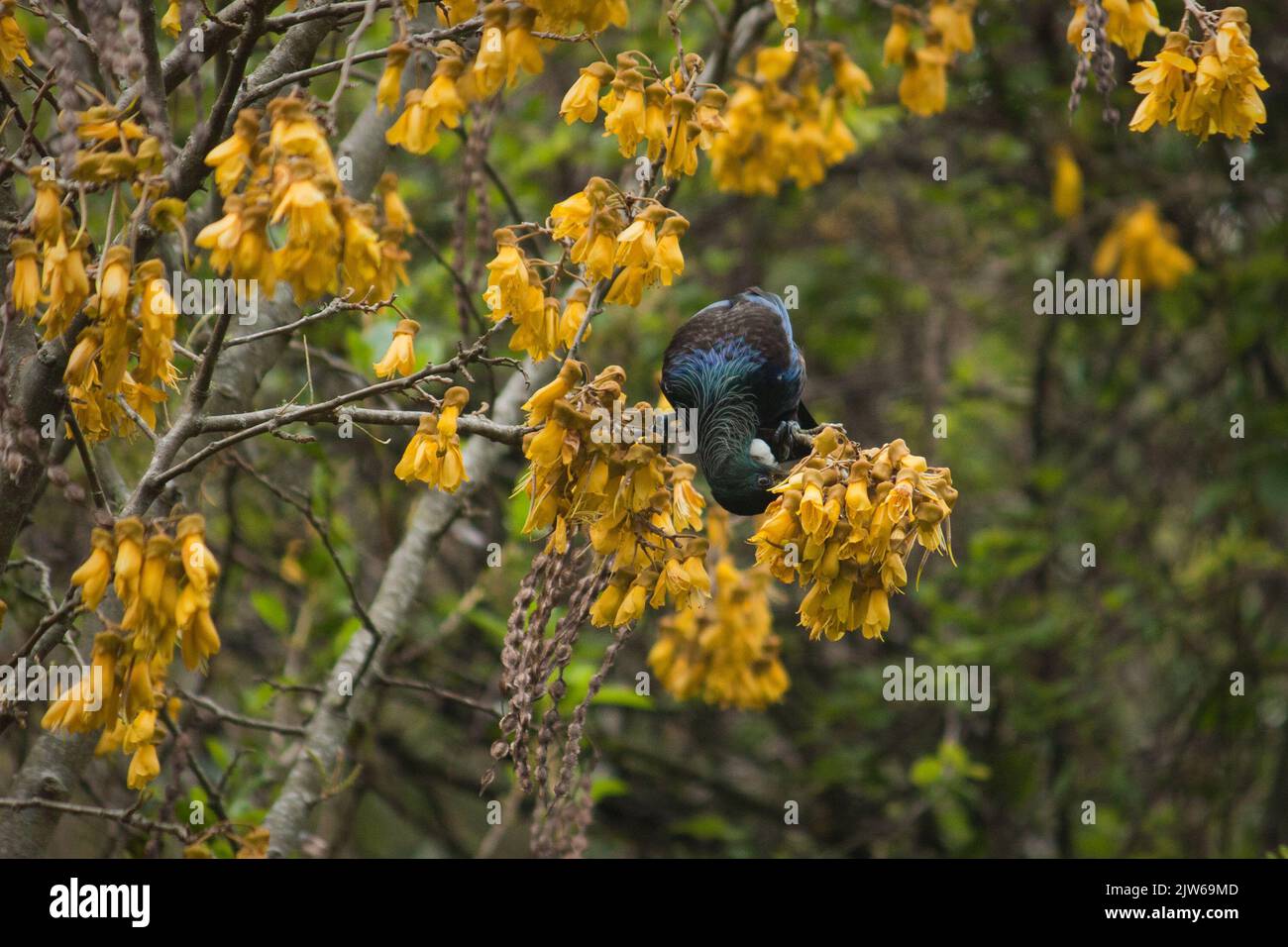 Endemic Tui bird feeding on Kowhai flowers, New Zealand Stock Photo - Alamy