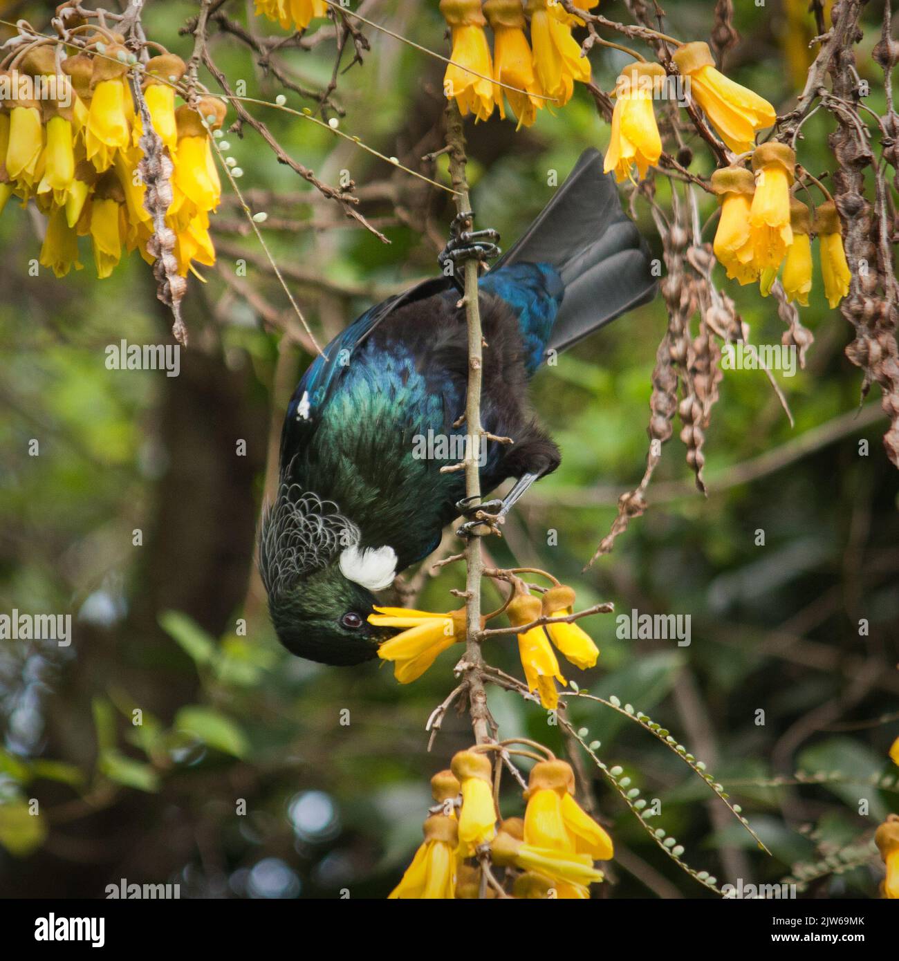 Endemic Tui bird feeding on Kowhai flowers, New Zealand Stock Photo - Alamy