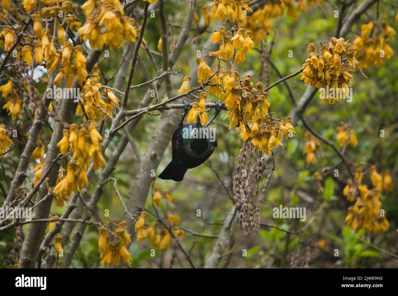 Endemic Tui bird feeding on Kowhai flowers, New Zealand Stock Photo - Alamy