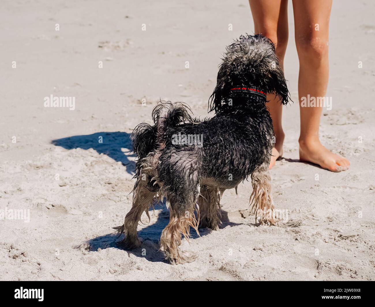 A black Tibetan half-breed dog standing infront of a person on the ...