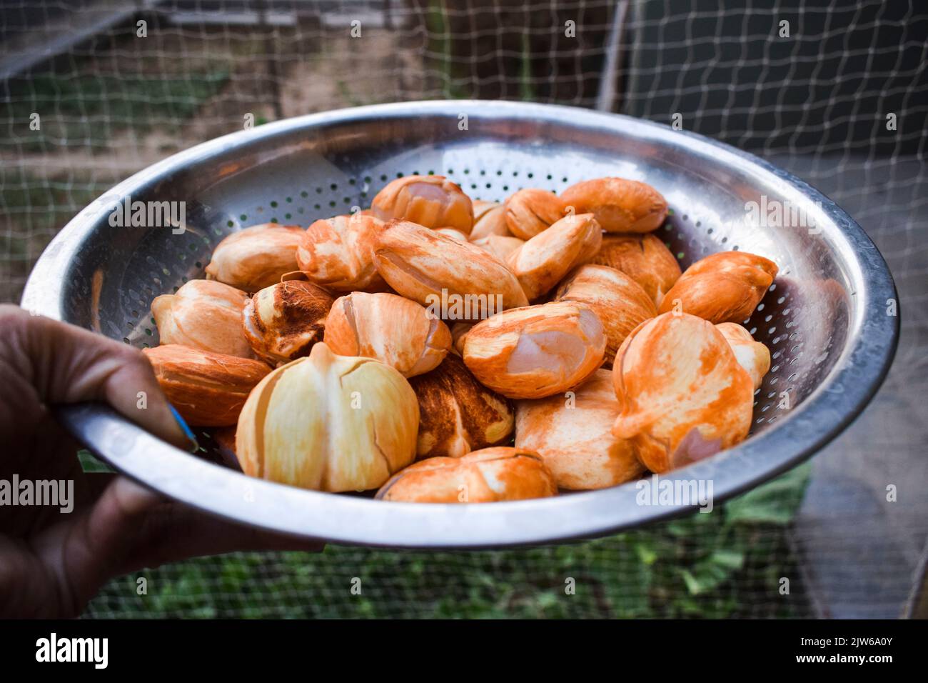 stack of Ice apples also known as Palmyra from a Palm tree. Toddy ...