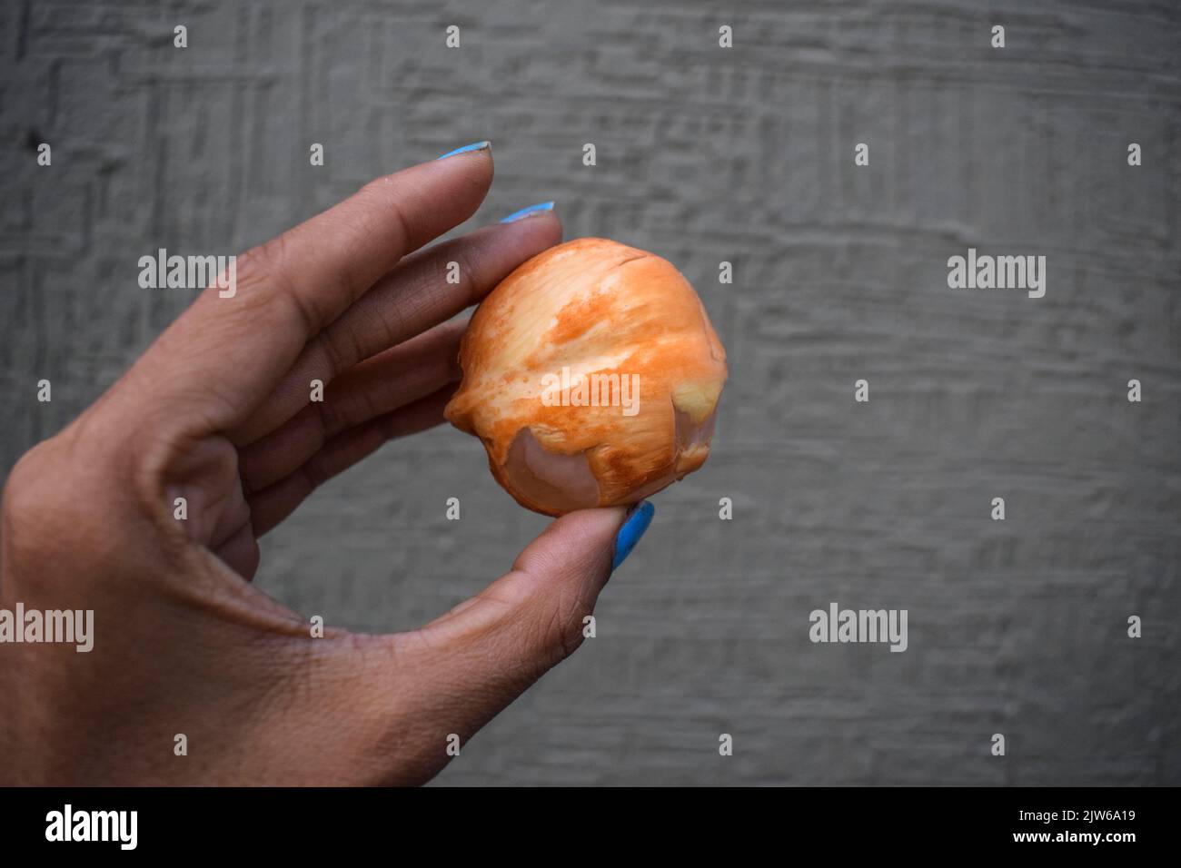 Female holding Ice apples also known as Palmyra from a Palm tree. Toddy ...