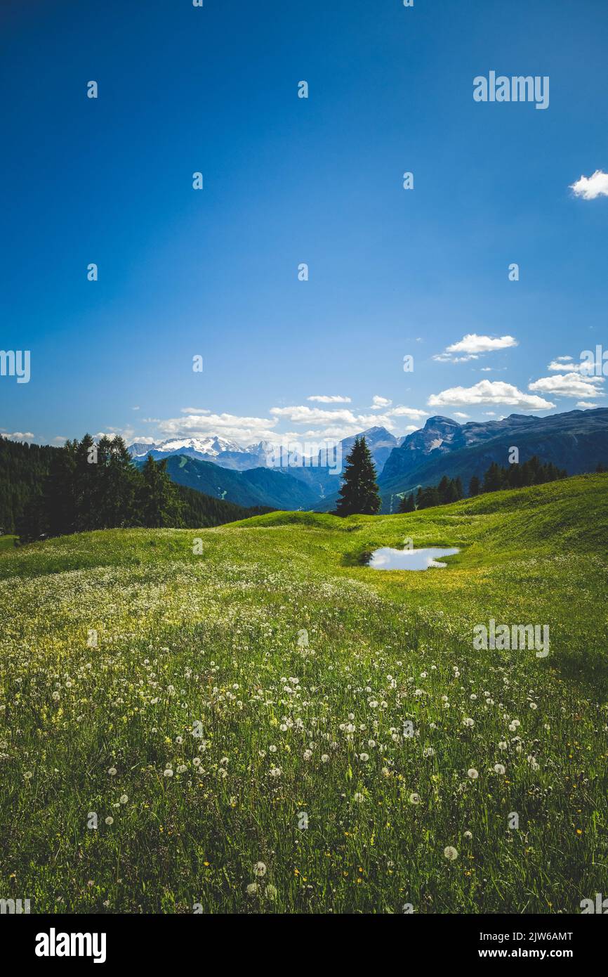 A vertical shot of the pure scenery of meadows and spruce trees on the hill Stock Photo - Alamy