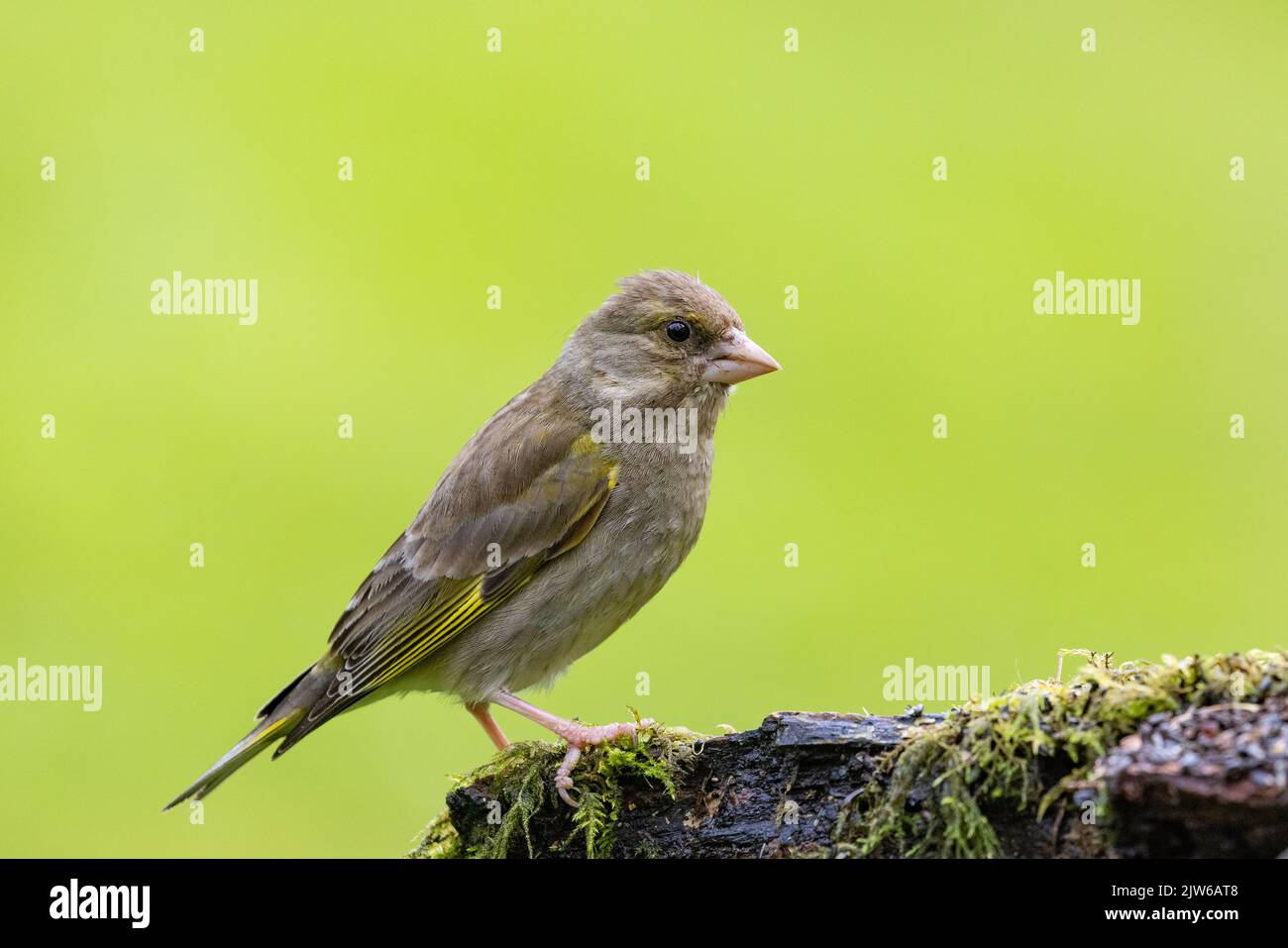 Female Greenfinch [ Chloris chloris ] on mossy stump Stock Photo - Alamy
