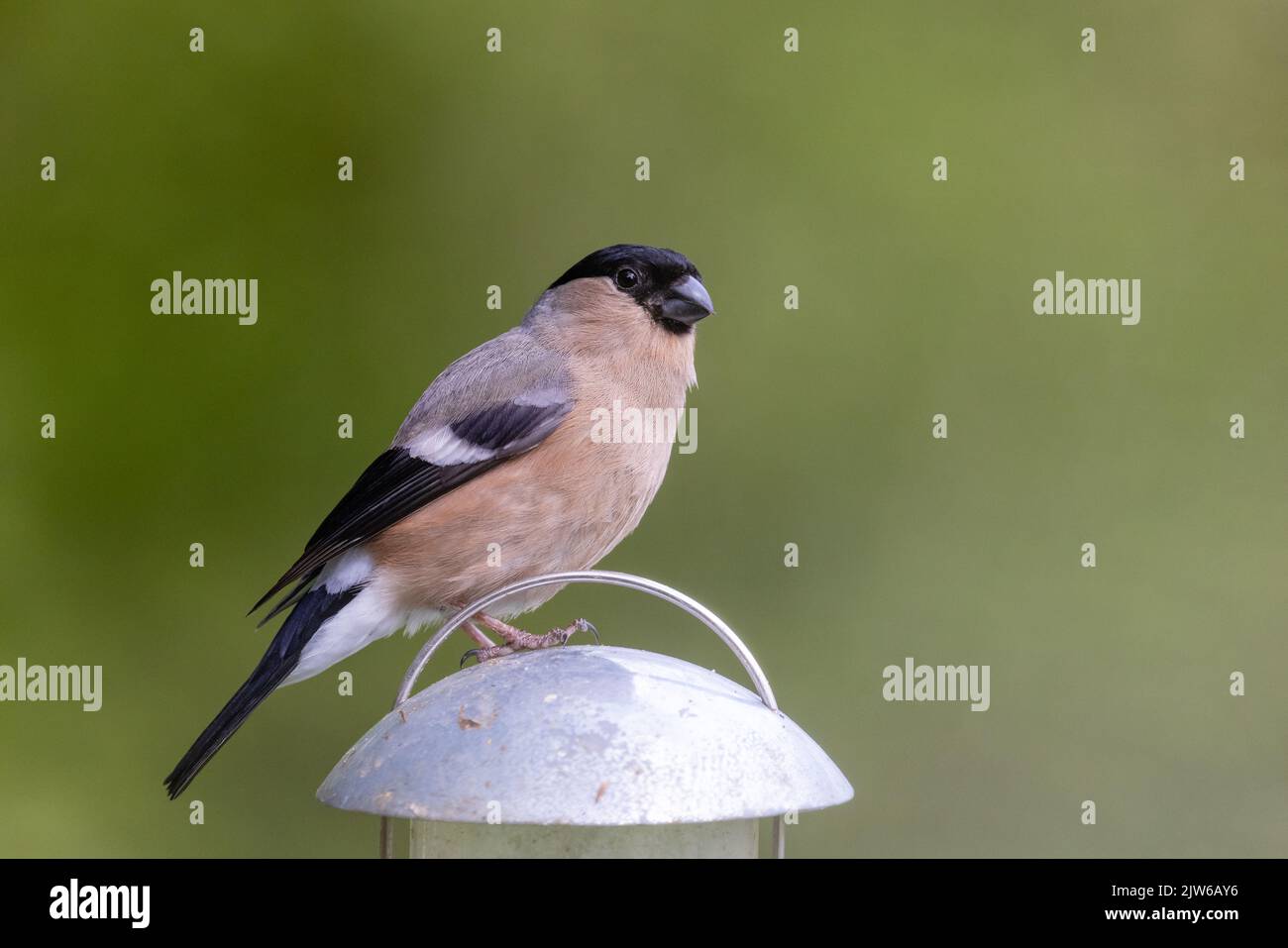 Female Bullfinch [ Pyrrhula pyrrhula ] perched on top of garden seed ...