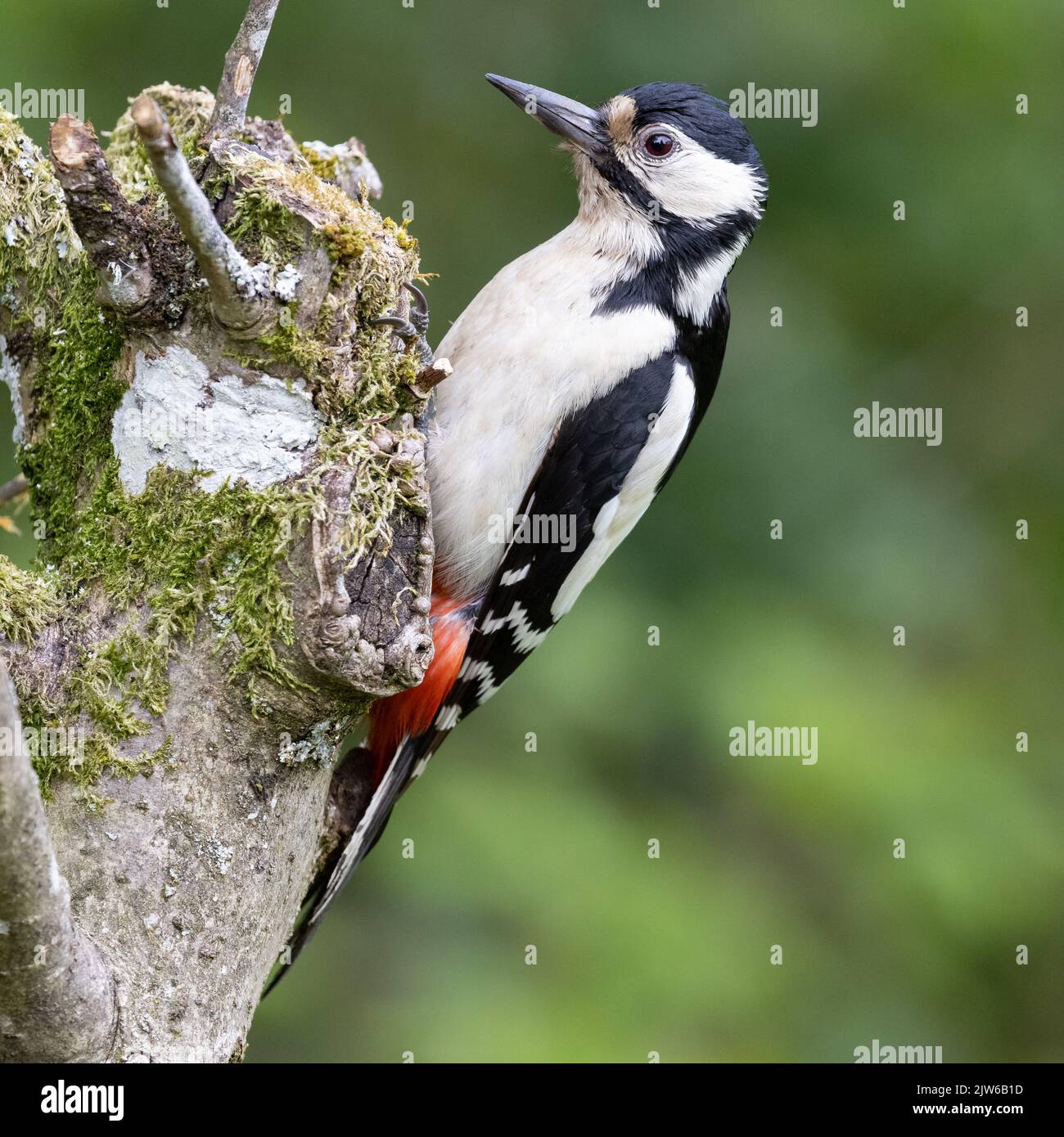 Female Great Spotted woodpecker [ Dendrocopos major ] on mossy stump ...