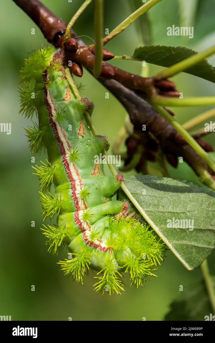 Io moth caterpillar - Automeris io, beautiful colorful moth caterpillar ...