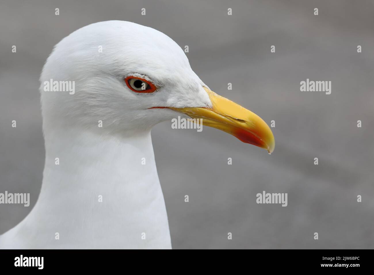 White-headed Seagull with yellow beak photographed up close Stock Photo ...