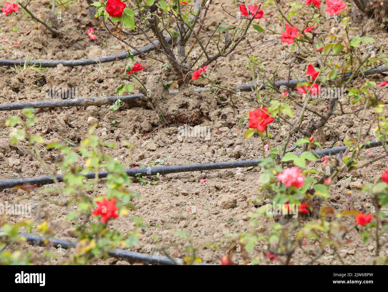 flowerbed with many roses and hoses for automatic water irrigation ...