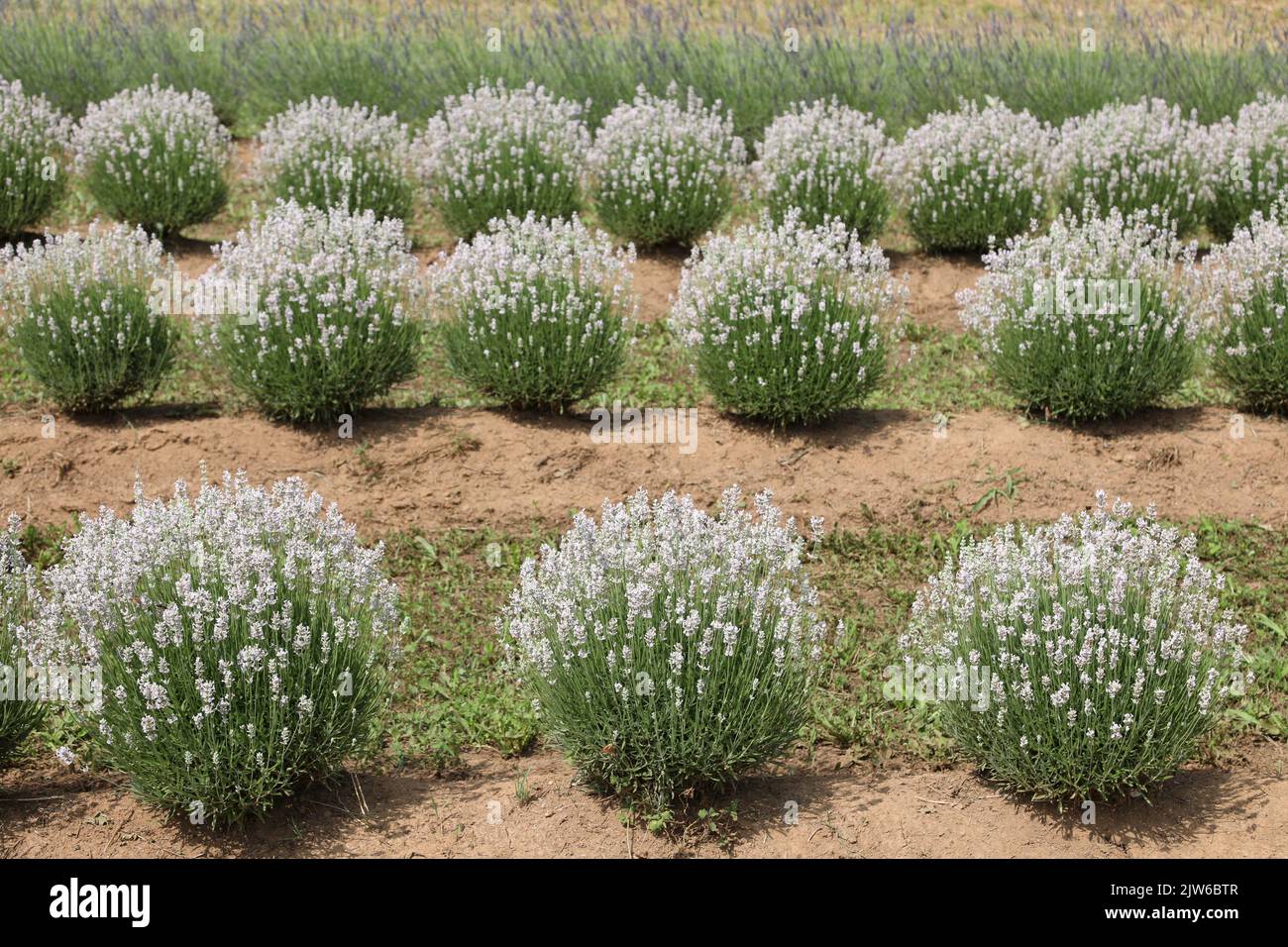 Lavanda lavandula angustifolia hi-res stock photography and images - Alamy