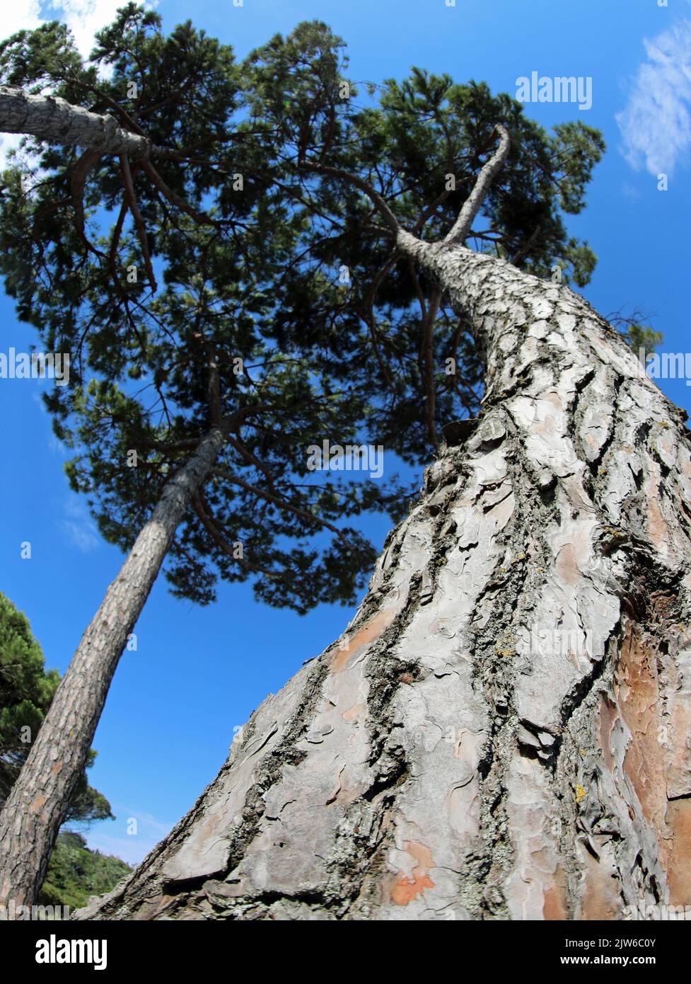 Villa borghese pine trees hi-res stock photography and images - Alamy
