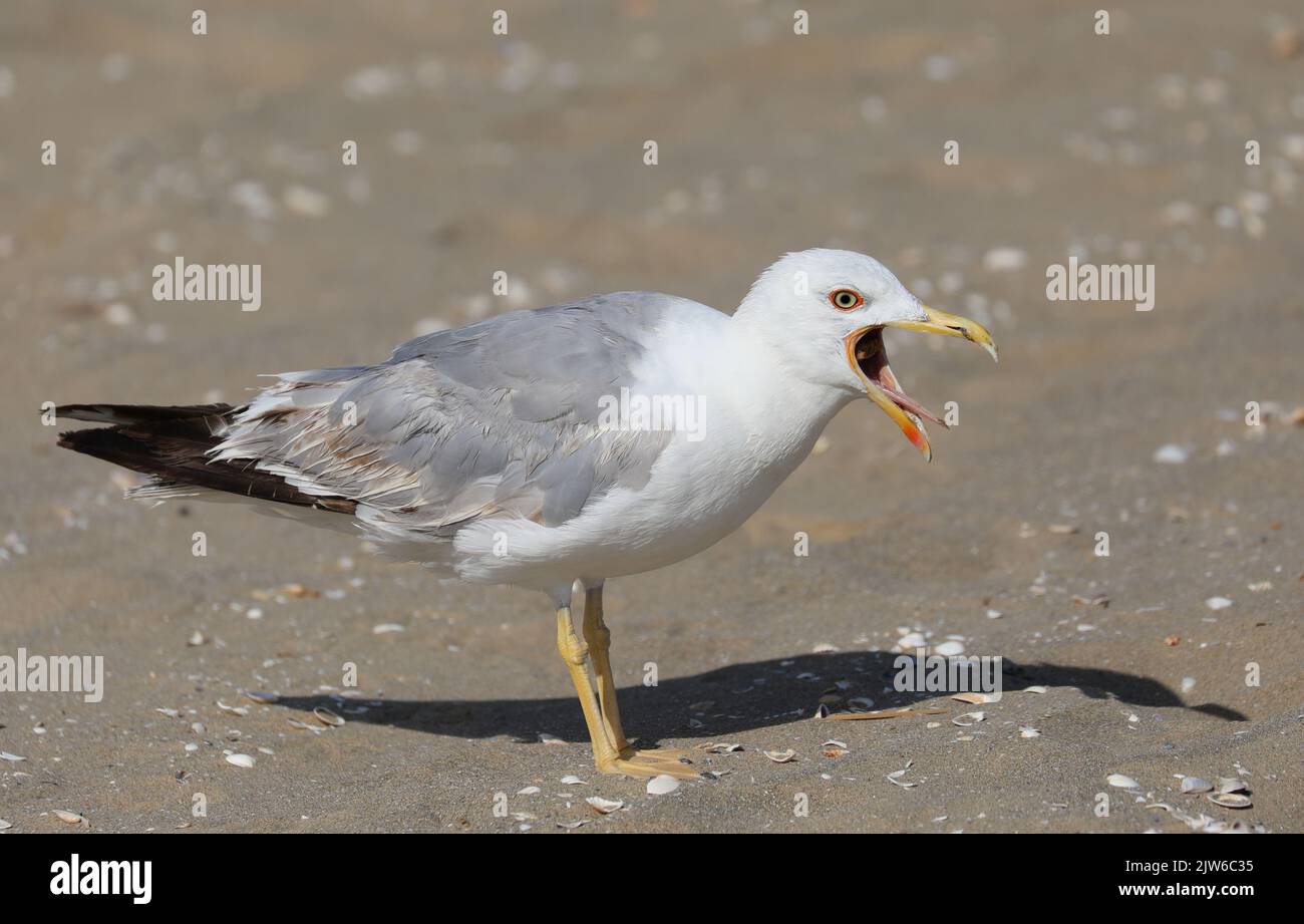 seagull with a white head and an open beak that seems to cry on the ...