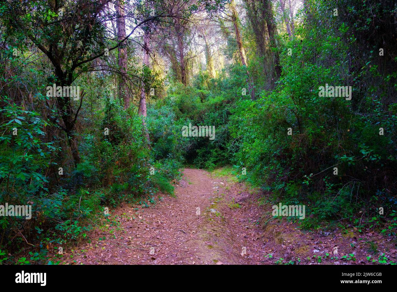 Pedestrian path that winds through the lush forest in an enchanted ...