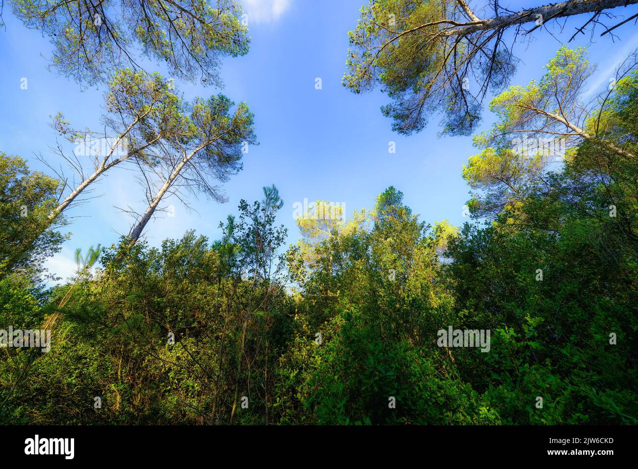 Treetops in a leafy forest clearing on a clear day with blue sky Stock ...