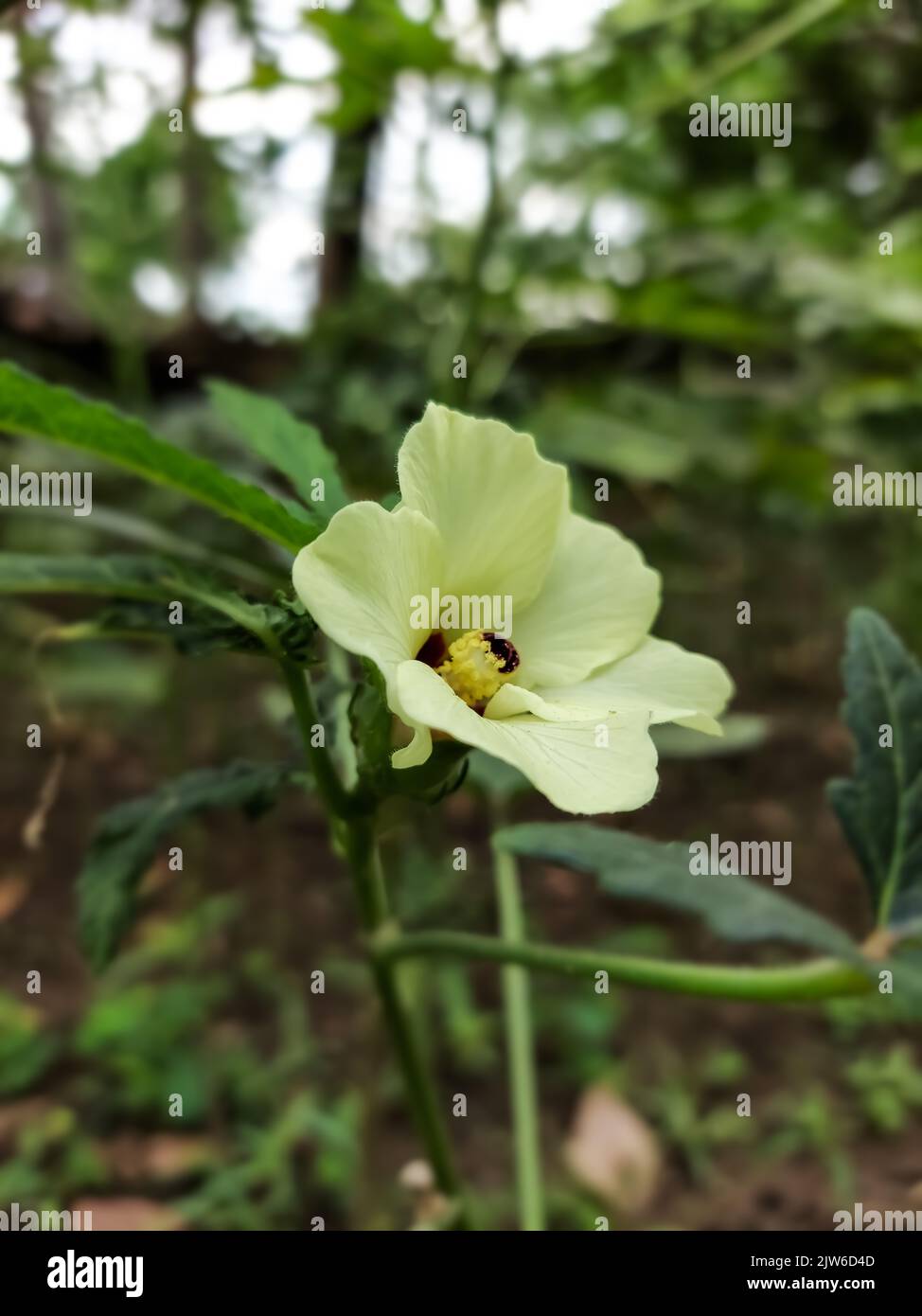 A vertical shot of an okra flower with green leaves in a forest in ...