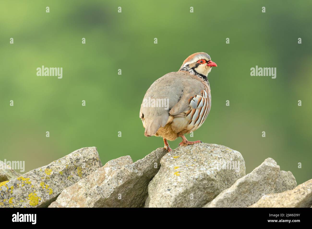 Close up of a Red-Legged partridge, Scientific name: Alectoris rufa ...