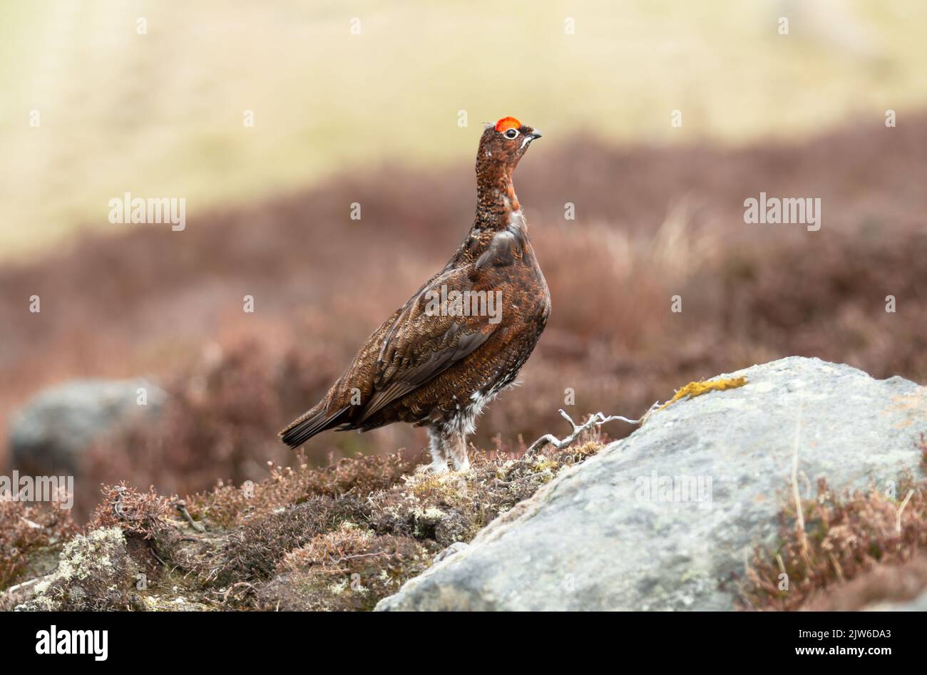 Close up of a male Red Grouse facing right in Springtime, stood on ...