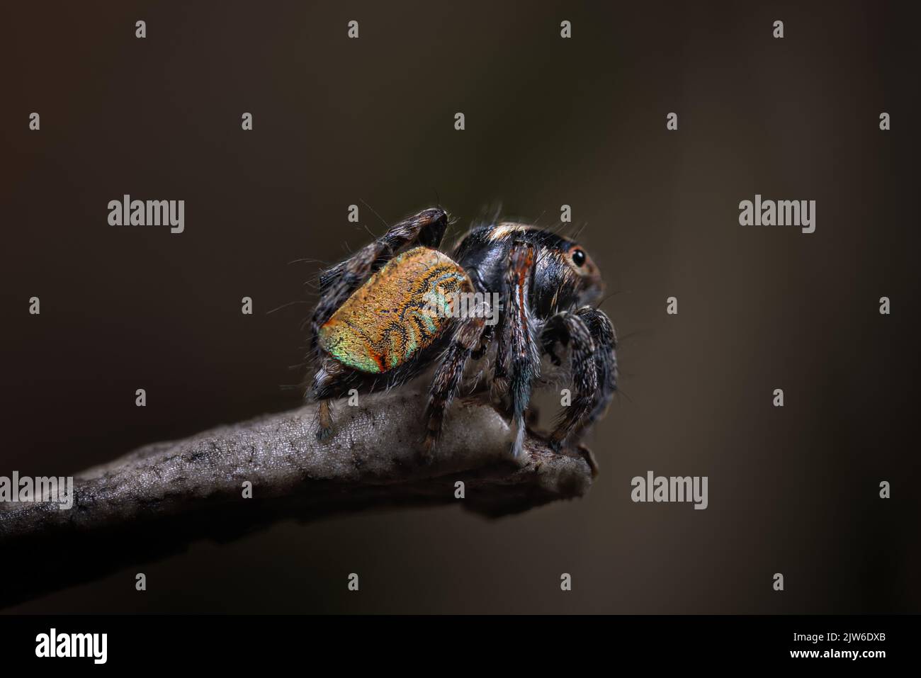 A male peacock spider, Maratus flavus, in his breeding colours Stock ...
