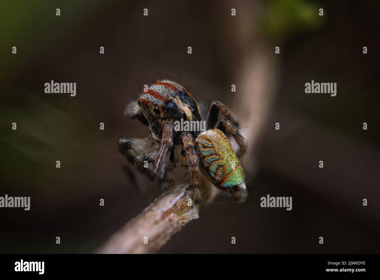 A male peacock spider, Maratus flavus, in his breeding colours Stock ...
