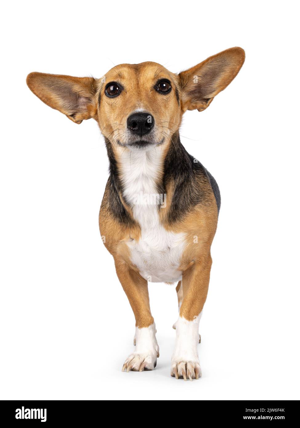 Non breed dog on white background Stock Photo - Alamy