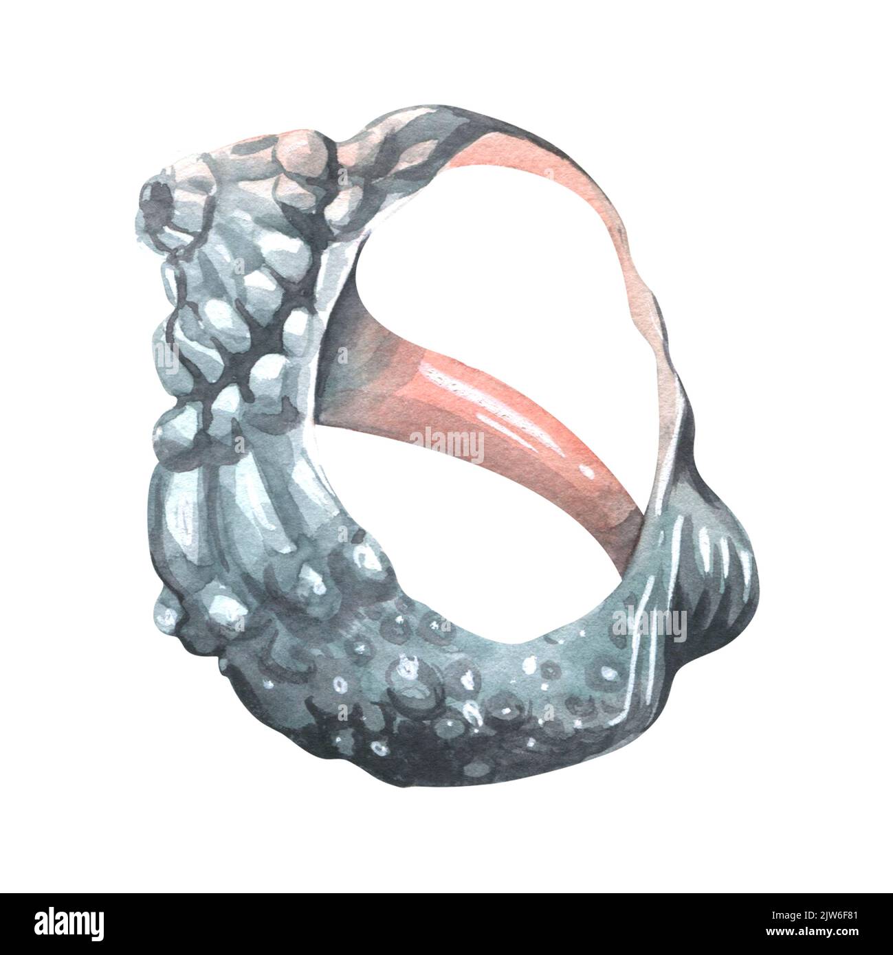A ruined, broken seashell. Watercolor illustration. An isolated object ...