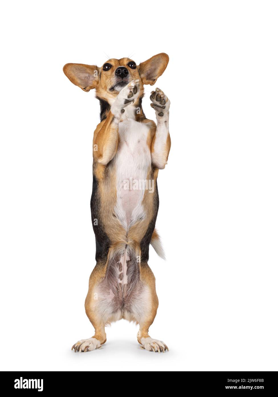 Non breed dog on white background Stock Photo - Alamy