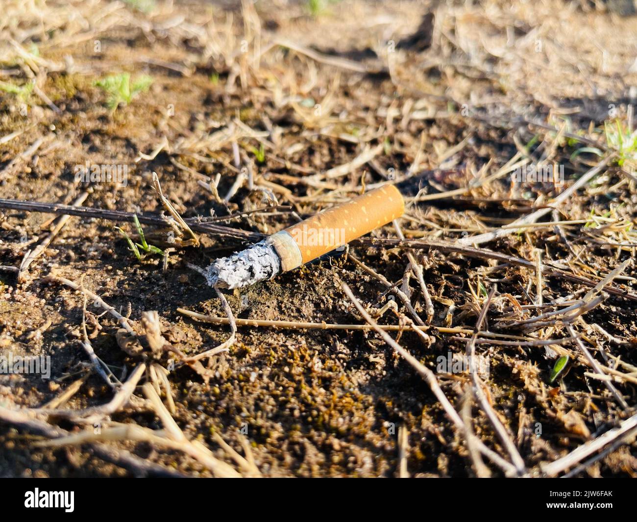 A closeup of a burnt cigarette butt laying on a forest ground Stock ...