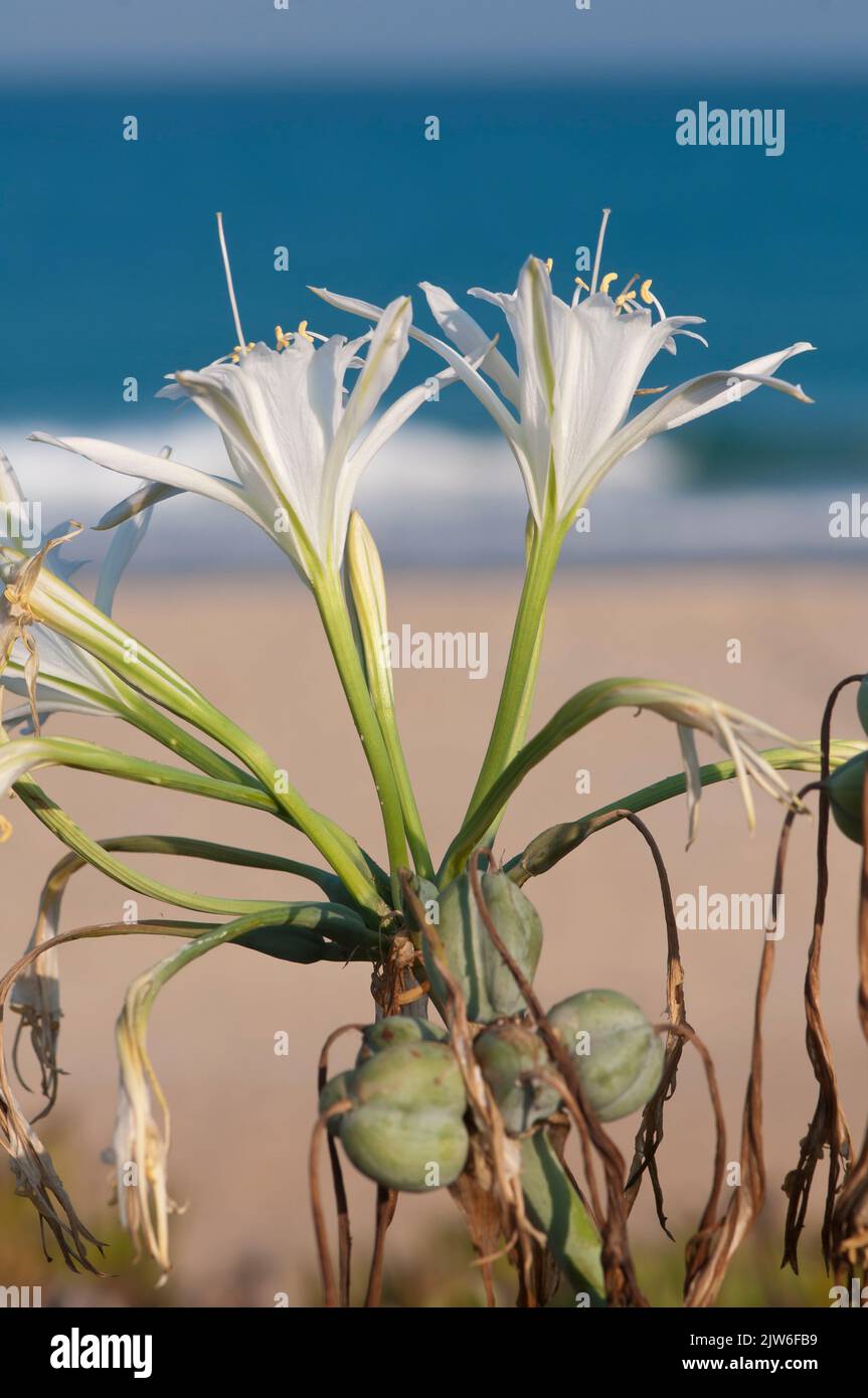 Pancratium maritimum, sea daffodil blossom Stock Photo - Alamy