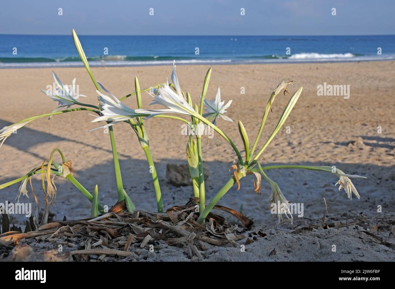 Pancratium maritimum, sea daffodil blossom Stock Photo - Alamy