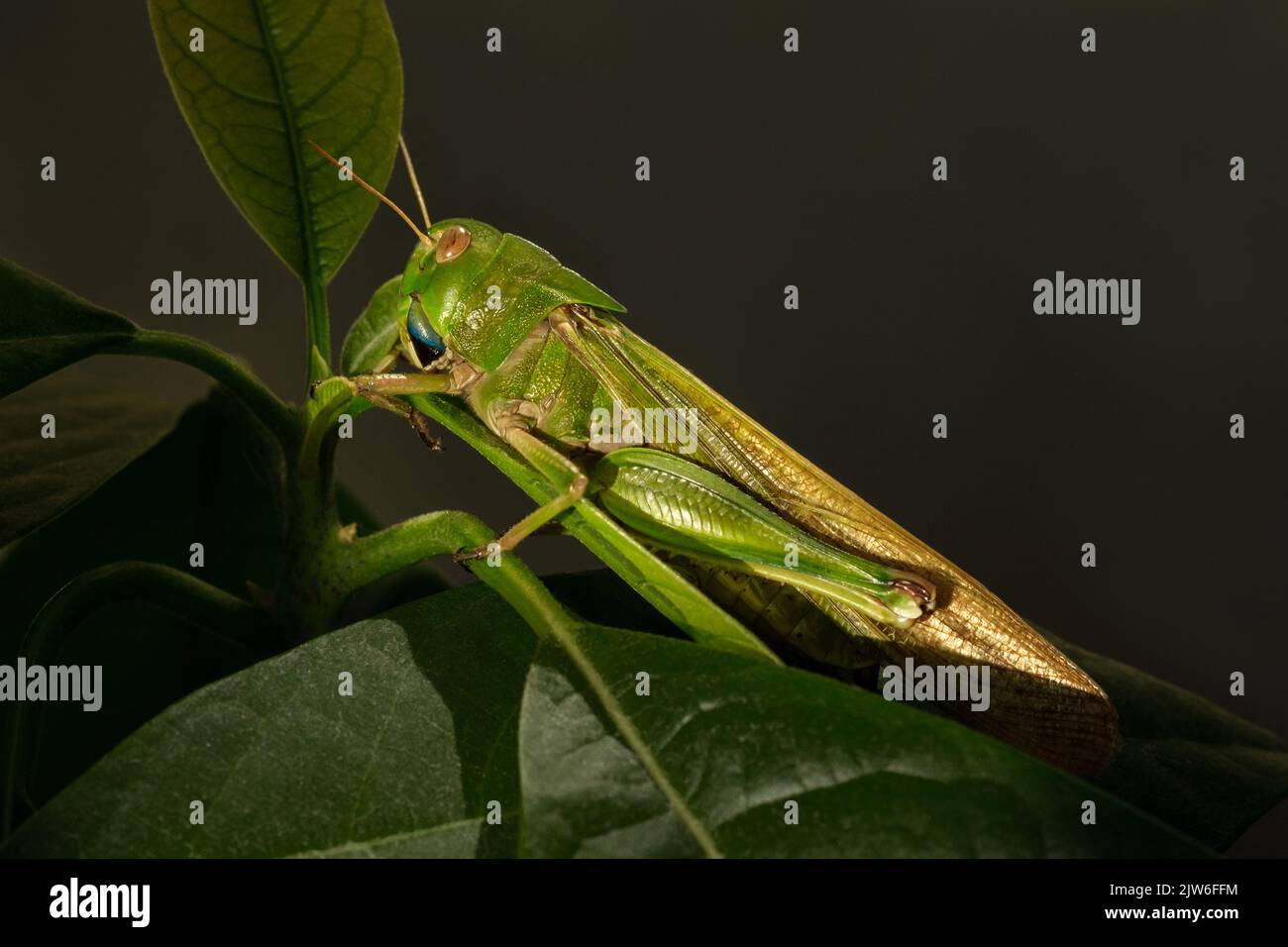 Green locust sitting on a green leaf against dark background Stock ...