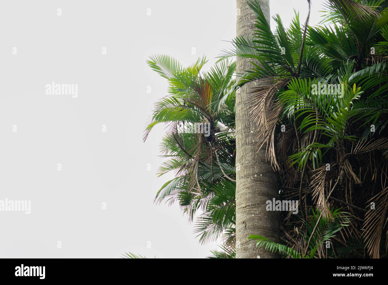 Palm trees waving in the wind in a natural environment in a Sri Lankan ...