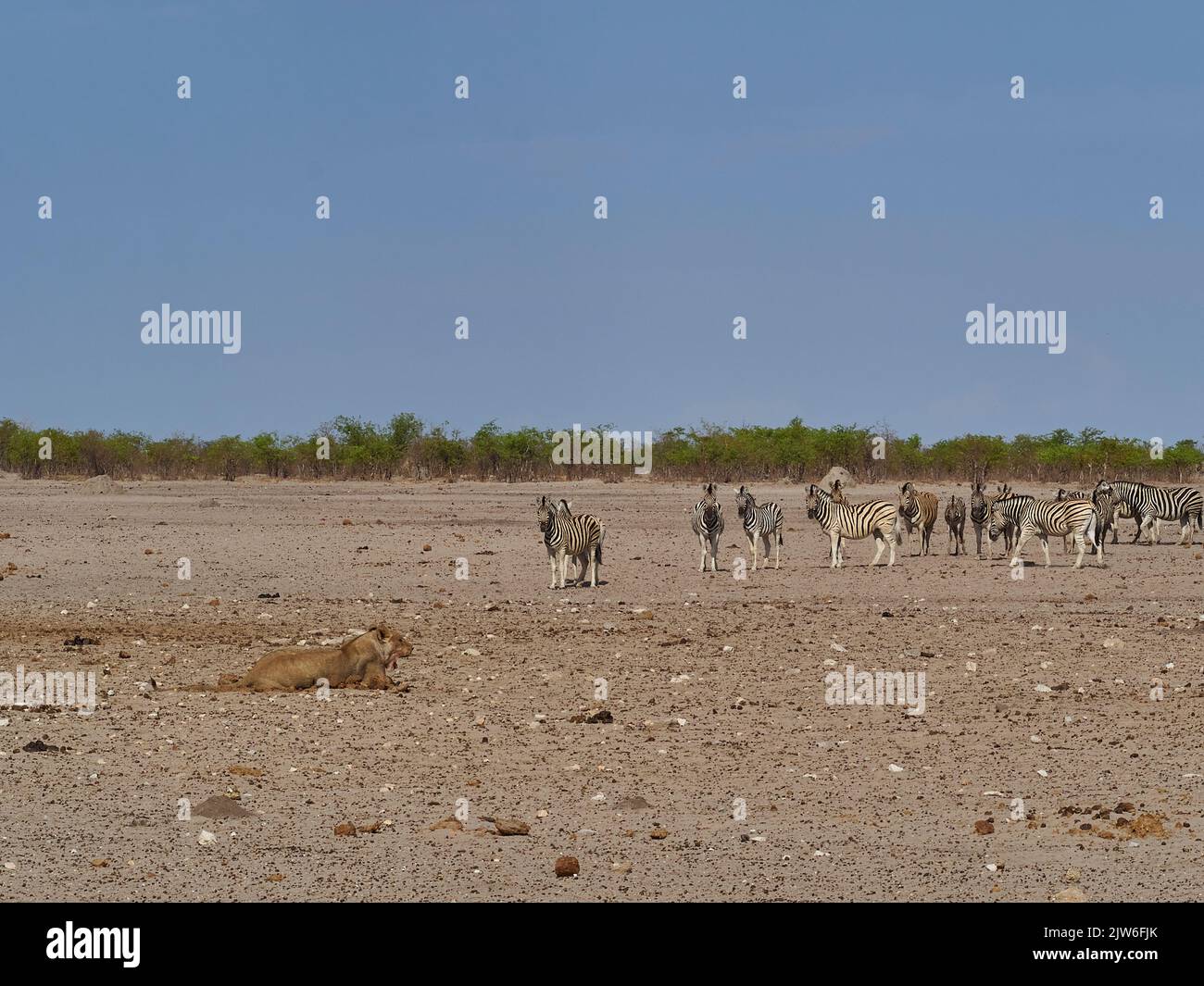 Lonely female lioness hunting Zebra in the plains of Etosha National ...
